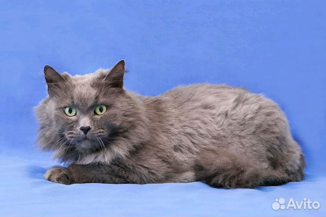 Шикарный кот ищет дом