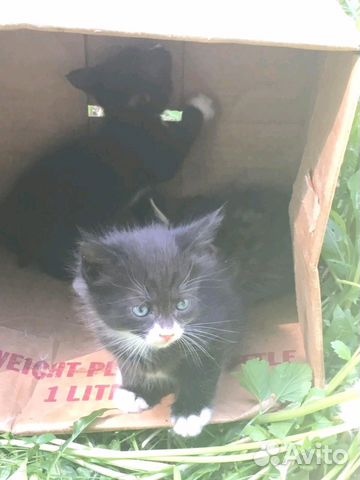 Котята