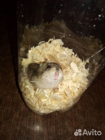 Отдадим джунгарских хомяков бесплатно