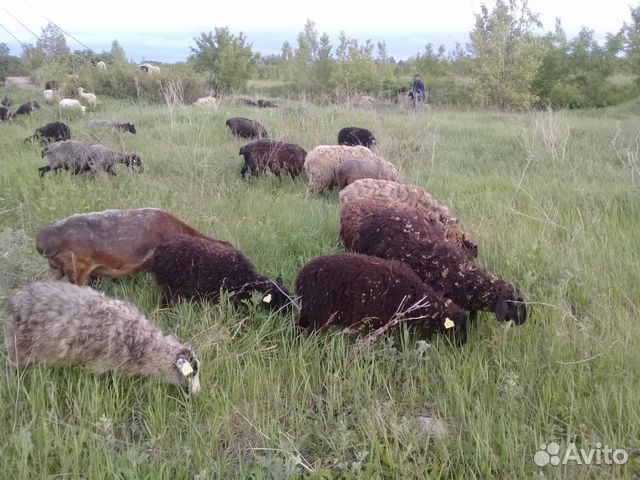 Овцы Баран