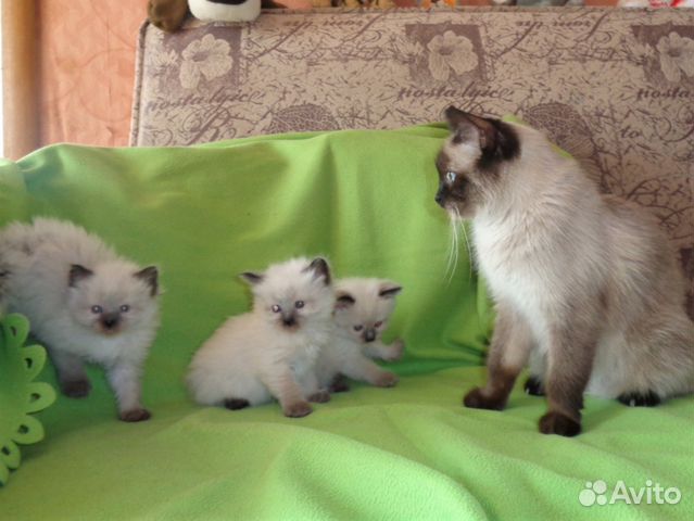 Чистокровные тайские котята