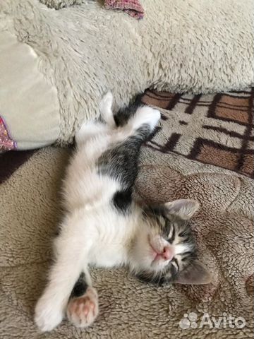 Домашние котята - В добрые руки