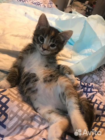 Котёнок в дар Бэль