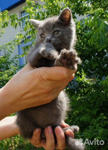 Дымчато-голубые котята в дар 2,5 мес