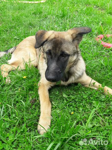 Щенок в хорошие руки