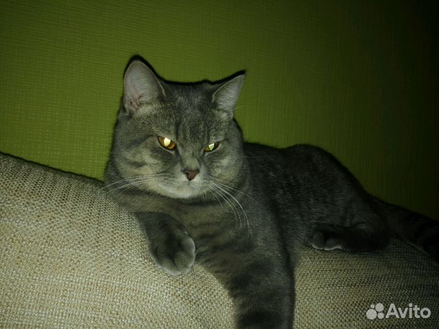 Шотландский прямоухий