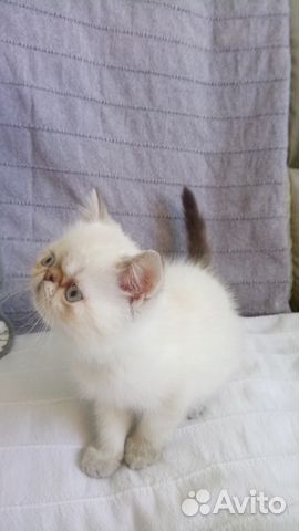 Экзотическая короткошёрстная