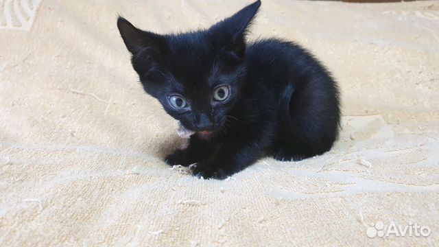 Милые, ласковые, воспитанные котята ищут себе новы