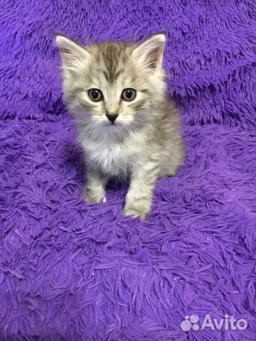 Котёнок курильского бобтейла