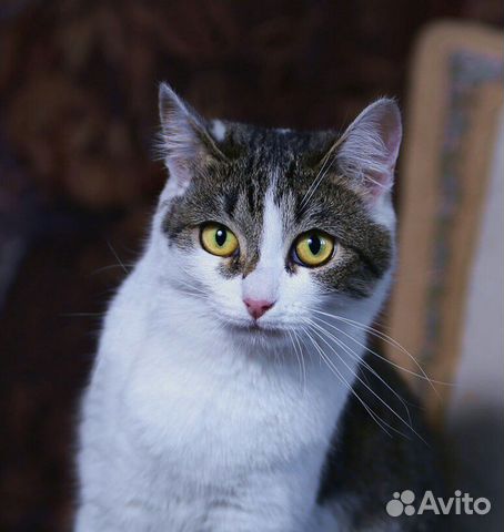 Лиза - молодая стерилизованная кошка