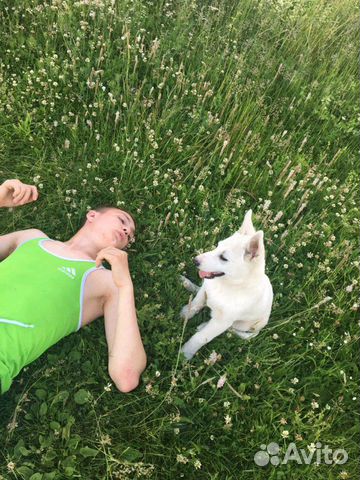 Щенок зсл. Привита