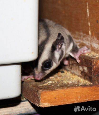 Сахарный поссум, мальчик, 2,5 месяца