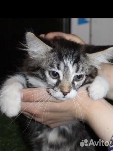 Котенок 3,5 мес. (Мальчик)