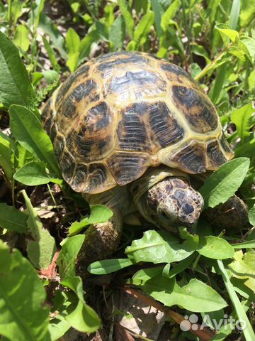 Черепаха сухопутная