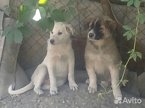 Отдаём щенков