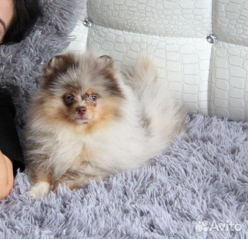 Шпиц голубоглазый