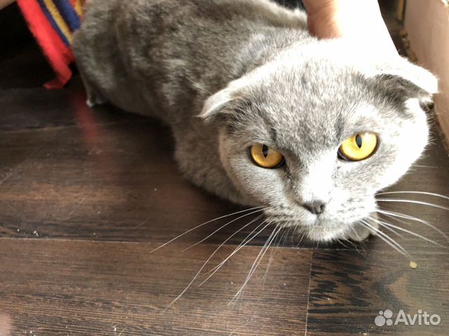 Кошка на вязку