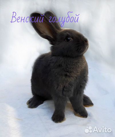 Венский голубой и бсс