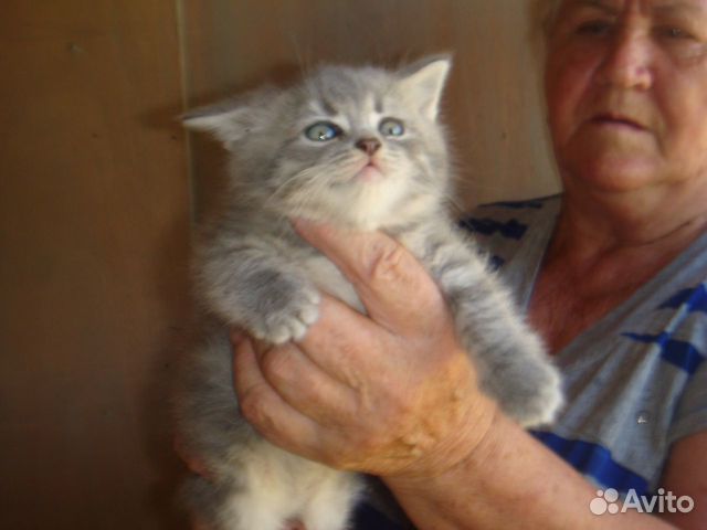 Милашки котята