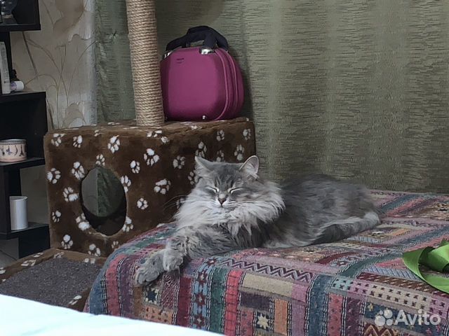 Ищем жениха