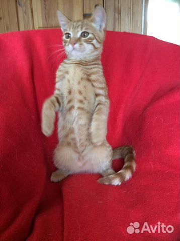 Отдам в добрые руки