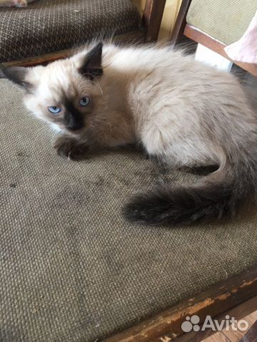 Котята