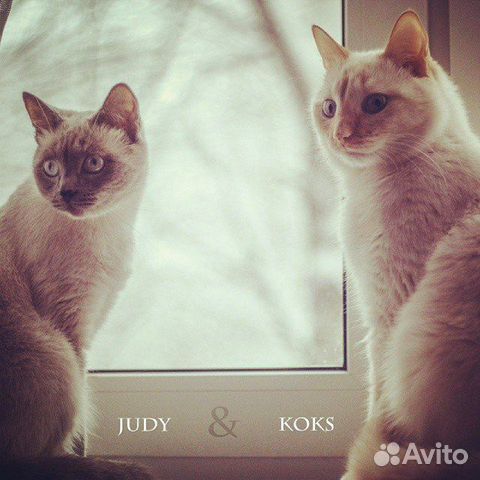 Отдаем замечательных кота и кошку в добрые руки