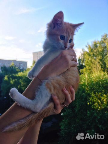 Кошечка ищет семью