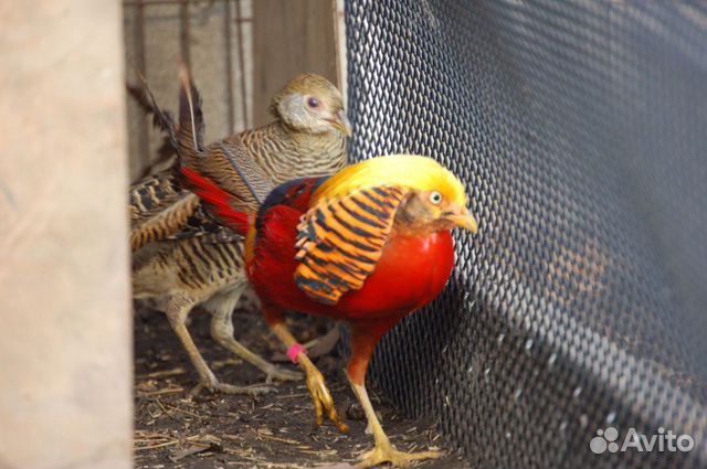 Фазан золотой