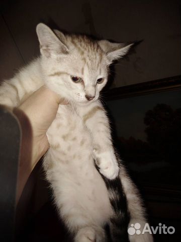 Котята