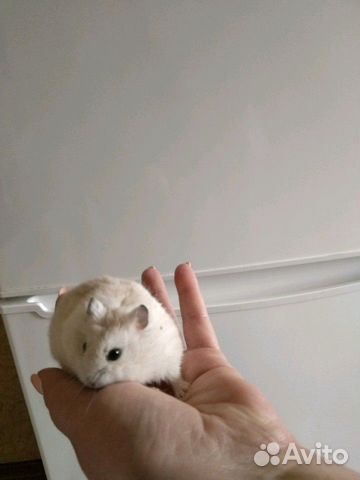 Джунгарский хомяк с клеткой