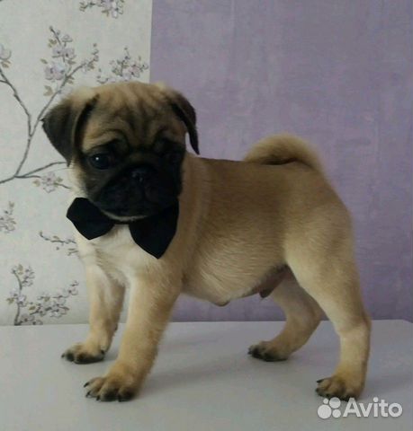 Щенки мопсики