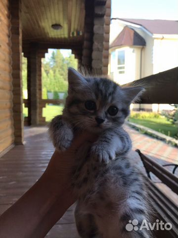 Британские котята