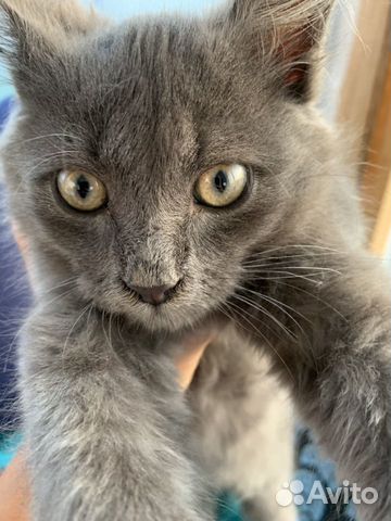 Котёнок 3 мес