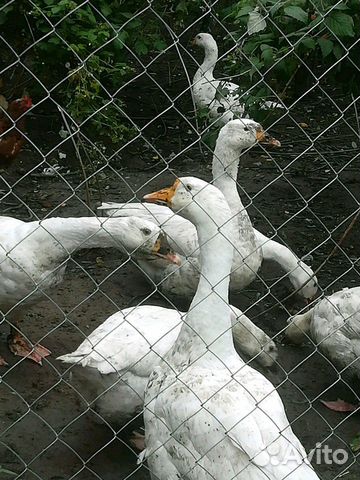 Продам гуся 1год