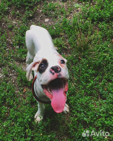 Молодой мальчик боксёр