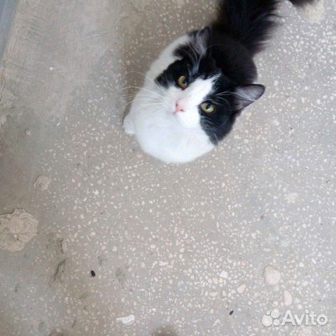 Котик в добрые руки