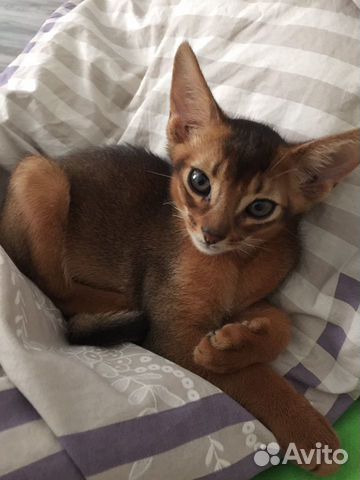 Абиссинский мальчик