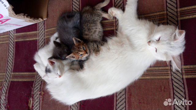 Котята ангорской кошки