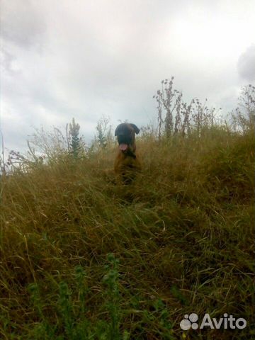 Продам Бульмастифа