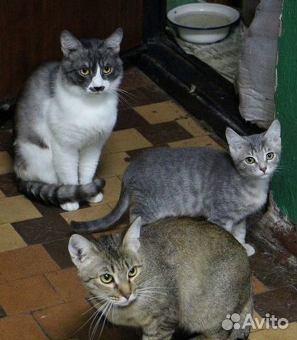 Котодети ищут своих родителей