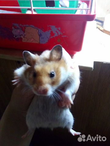 Сирийский хомяк