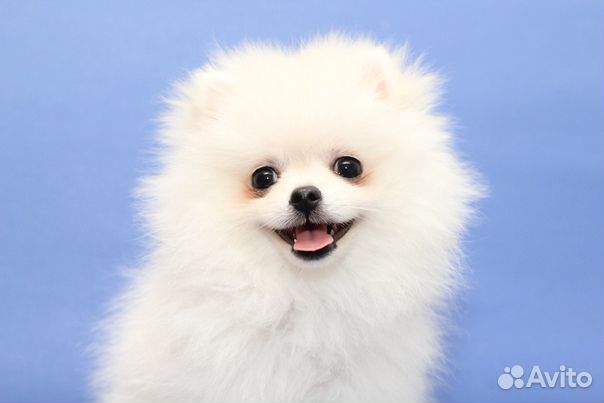 Шикарная блондинка