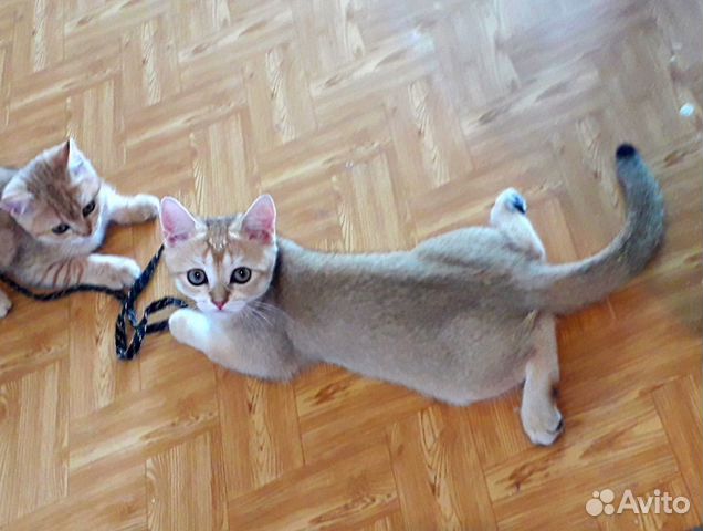 Шотландские котята золотая шиншилла Джек Воробей