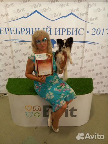 Щенки папийона