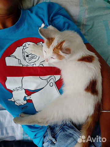 Кареглазый котенок