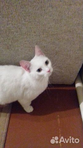 Отдам в добрые руки кошку