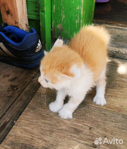 Котята