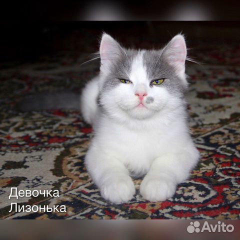 Лизонька (3 мес), кошечка ищет дом