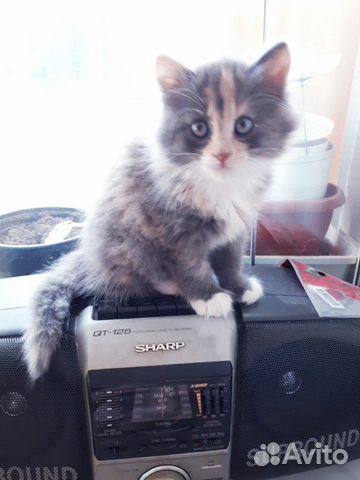 Котёнок в добрые руки